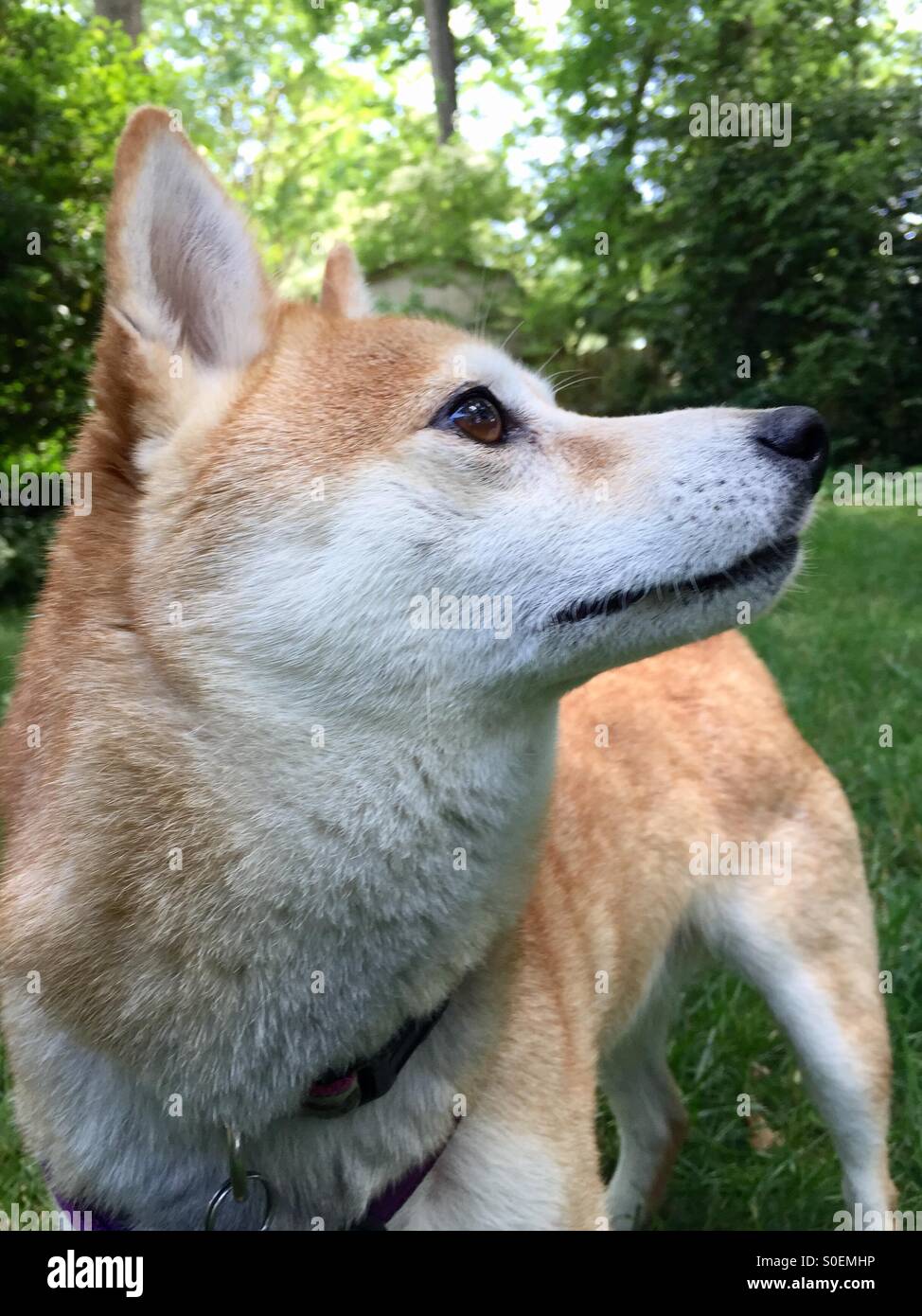 Dog in profile; a Shiba Inu Stock Photo - Alamy