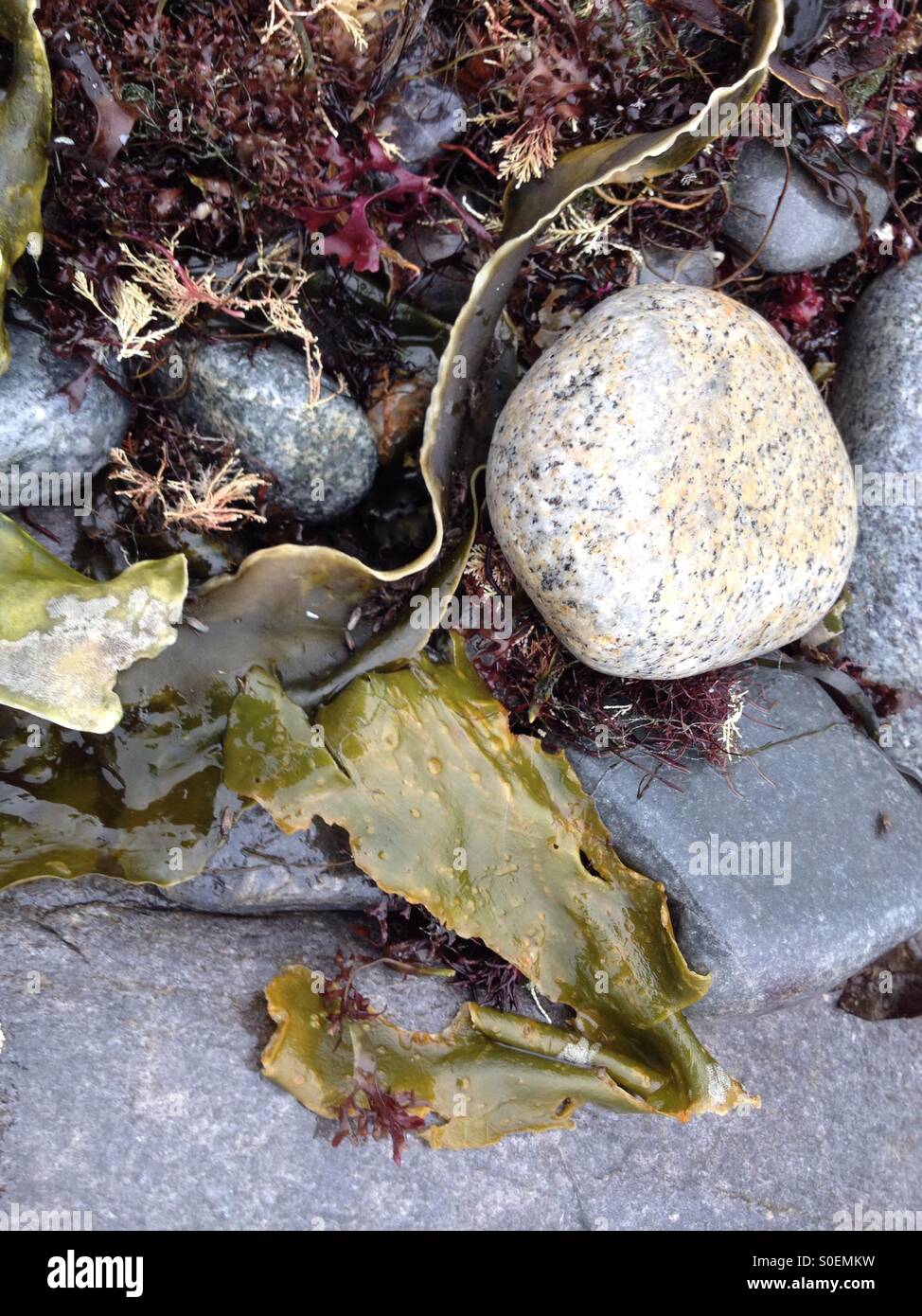 Rocks and seaweed hi-res stock photography and images - Alamy