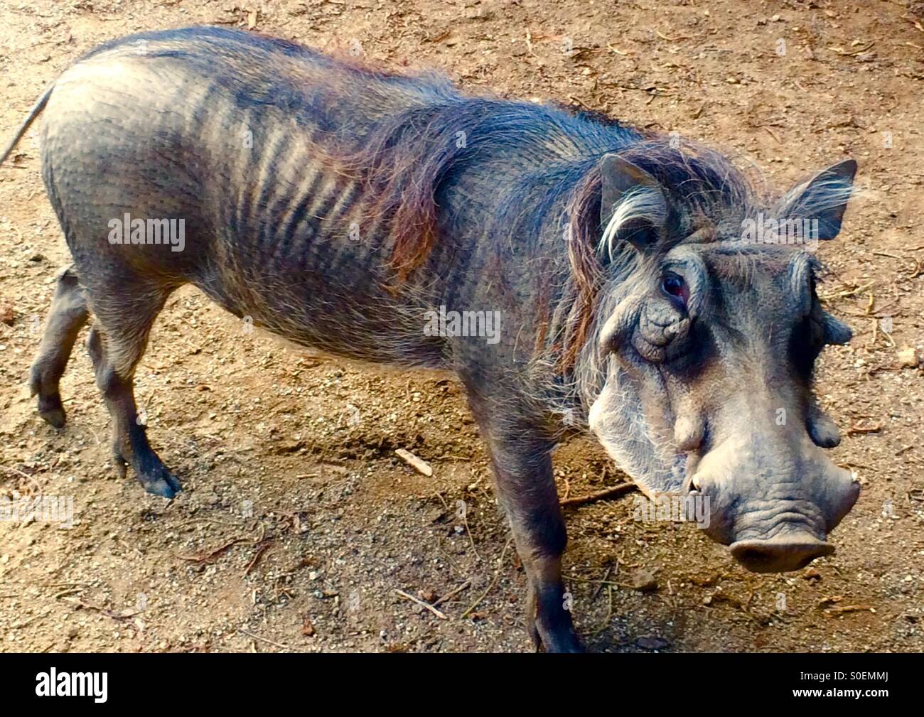 Warthog animal hi-res stock photography and images - Alamy