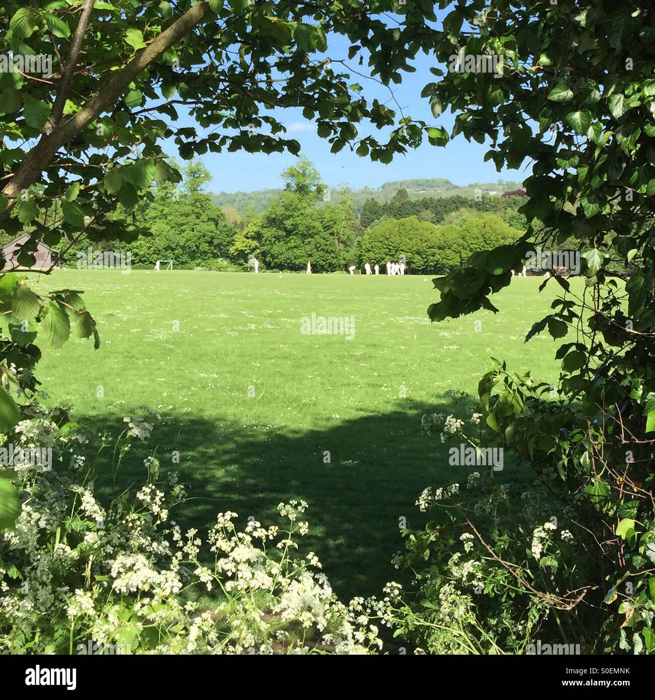 Cricket through the hedge Stock Photo - Alamy