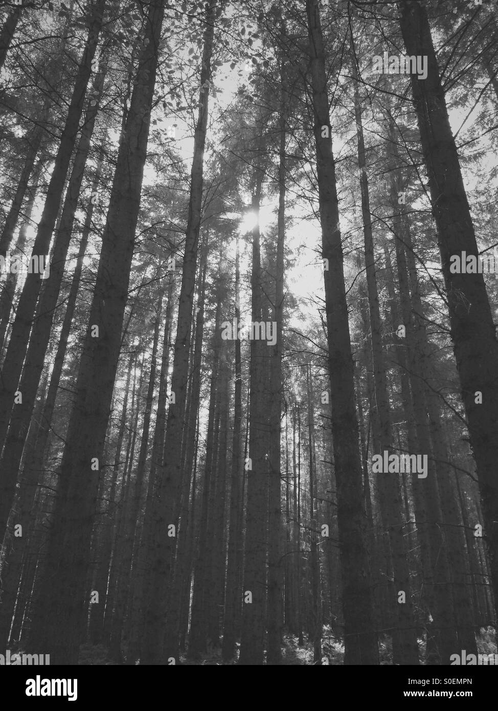 Tree Trees Woods Woodland Monochrome High Resolution Stock Photography ...
