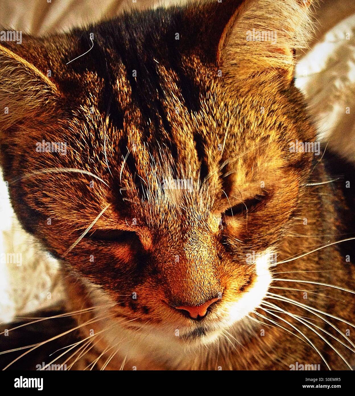 Thinking cat hi-res stock photography and images - Alamy