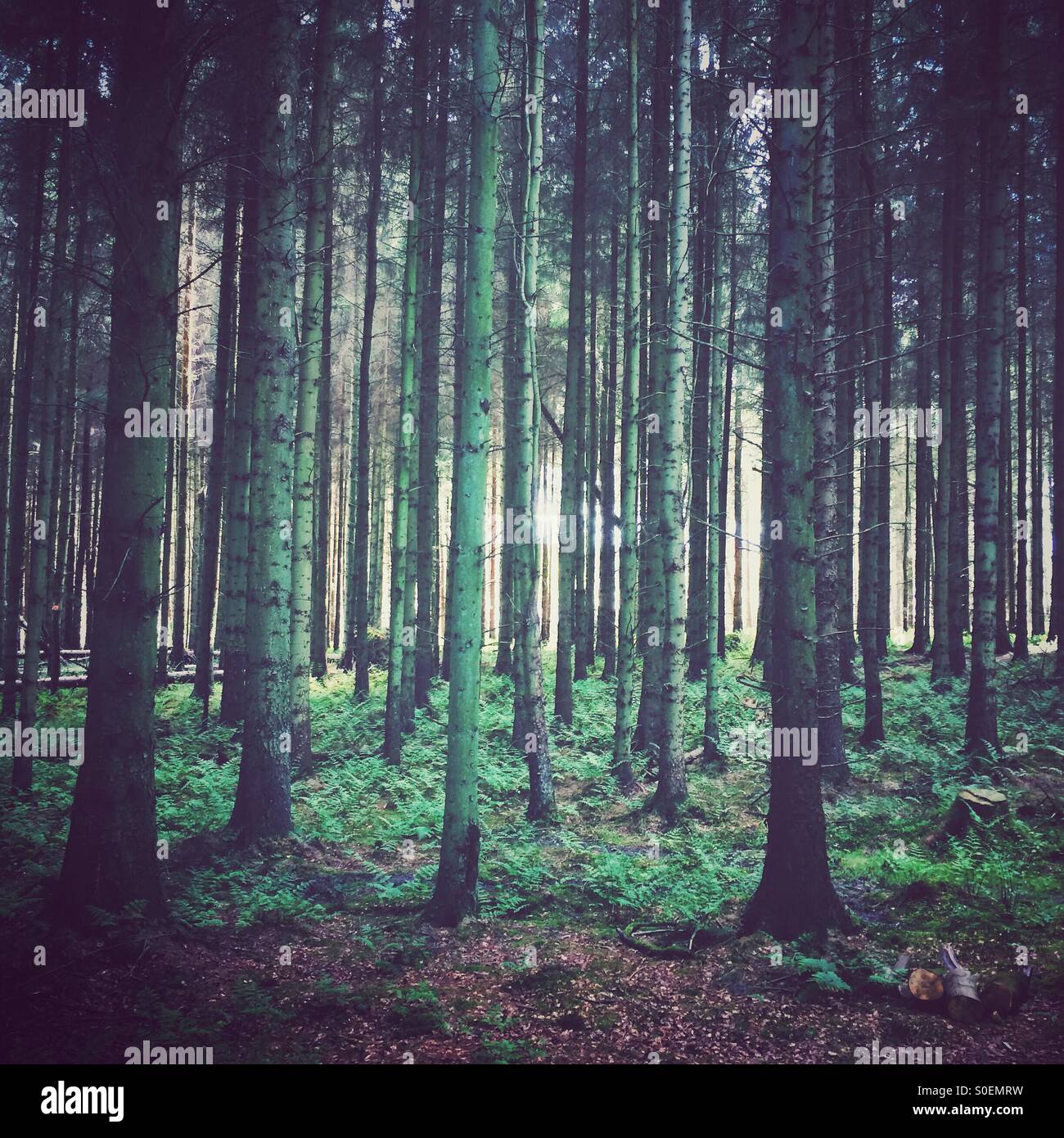 Woodland pattern hi-res stock photography and images - Alamy