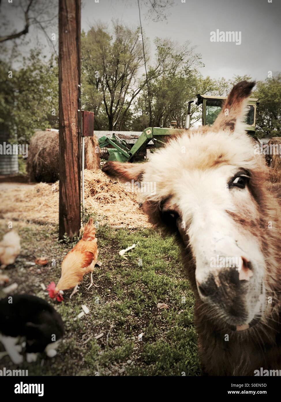 Donkey with chickens hi-res stock photography and images - Alamy