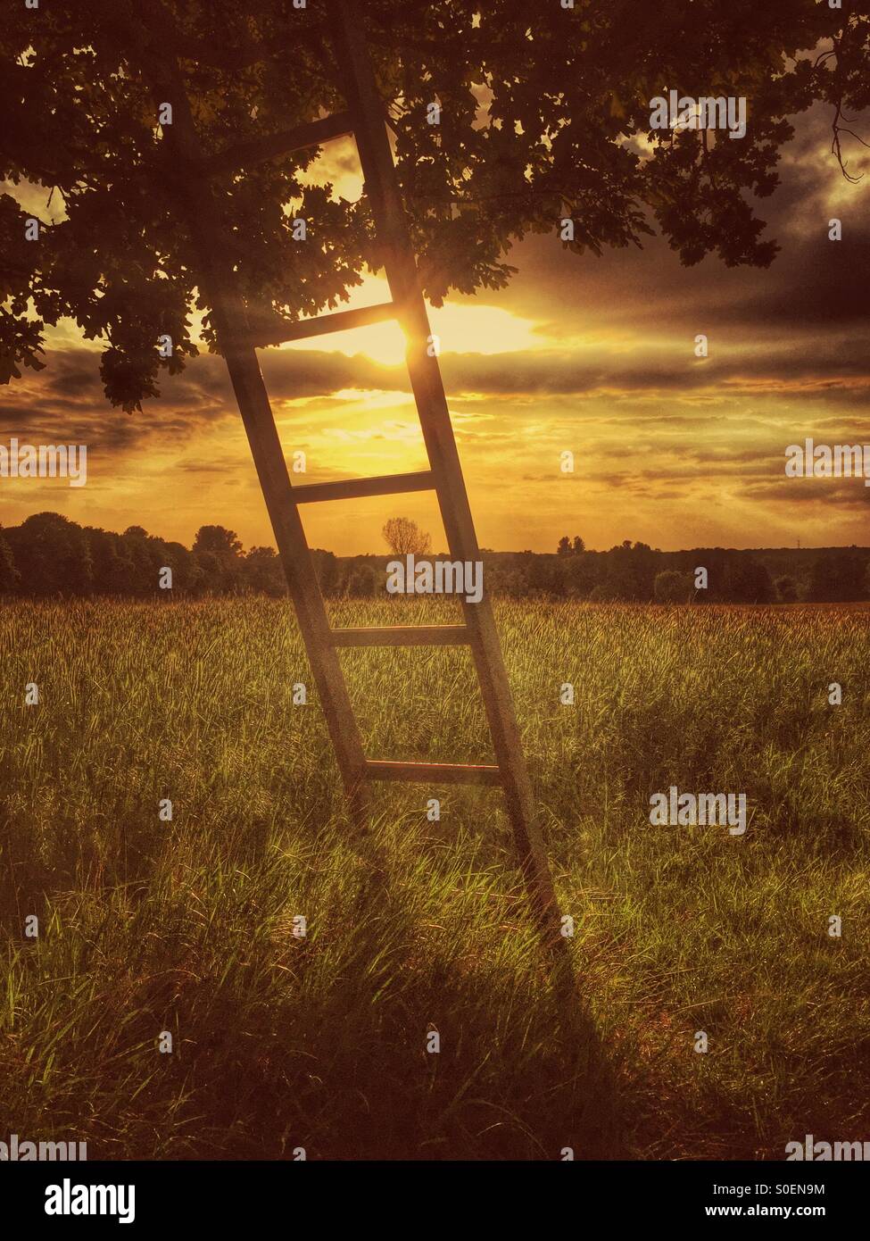 Ladder against a tree Stock Photo - Alamy