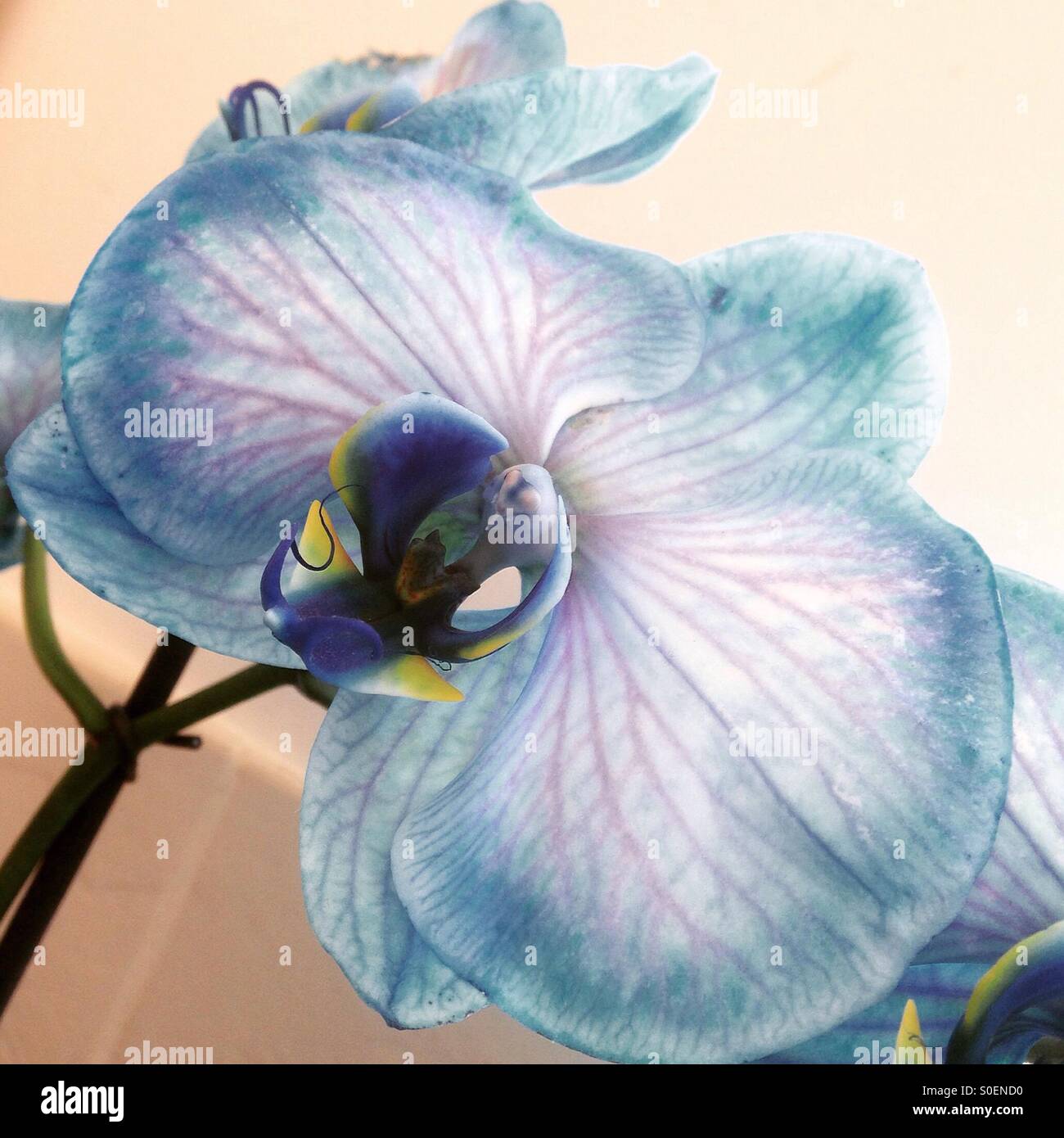 Blue orchid hi-res stock photography and images - Alamy
