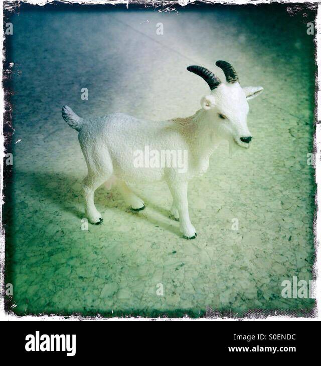 Kid goat hi-res stock photography and images - Alamy