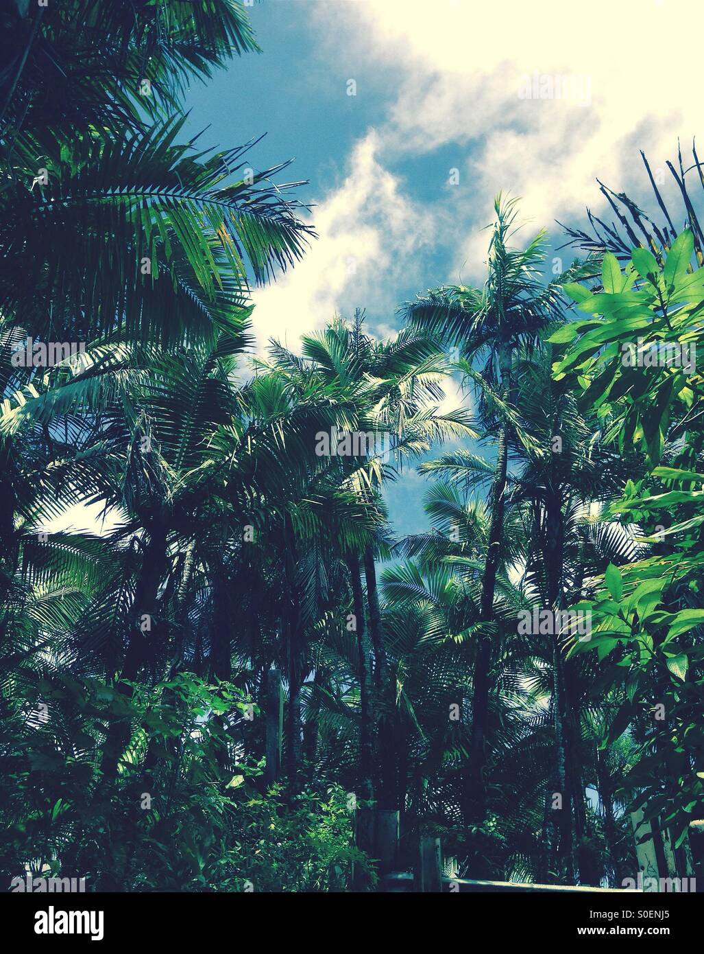 Palm Trees in Puerto Rico rainforest during a sunny day Stock Photo - Alamy