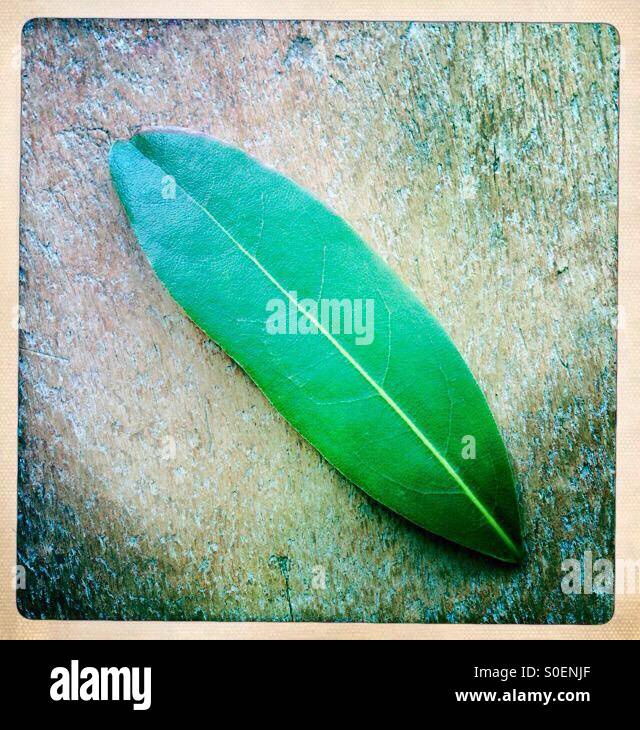 Laurel leaf hi-res stock photography and images - Alamy