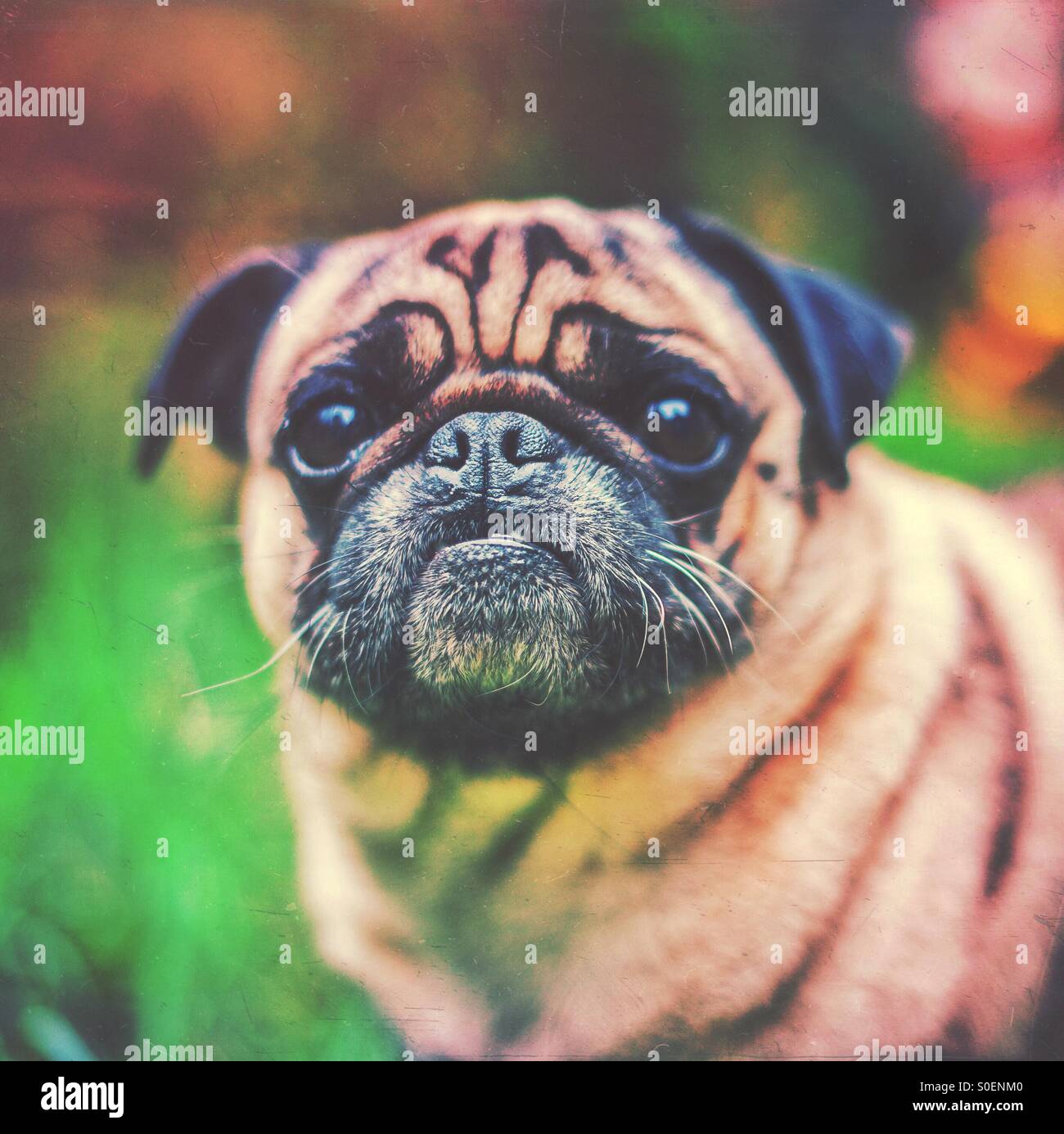 Carlino hi-res stock photography and images - Alamy