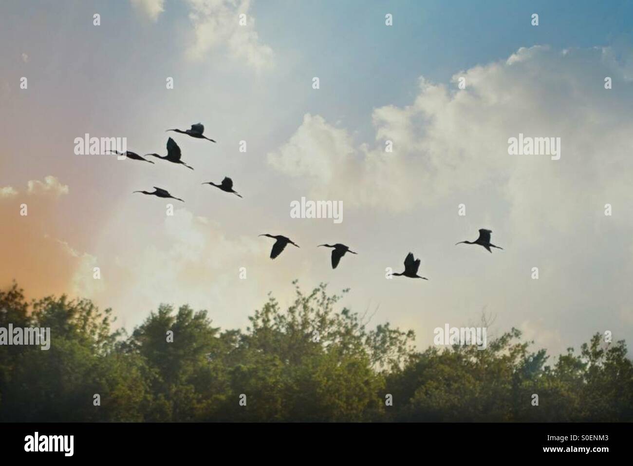 Geese flying thru sunset sky Stock Photo - Alamy