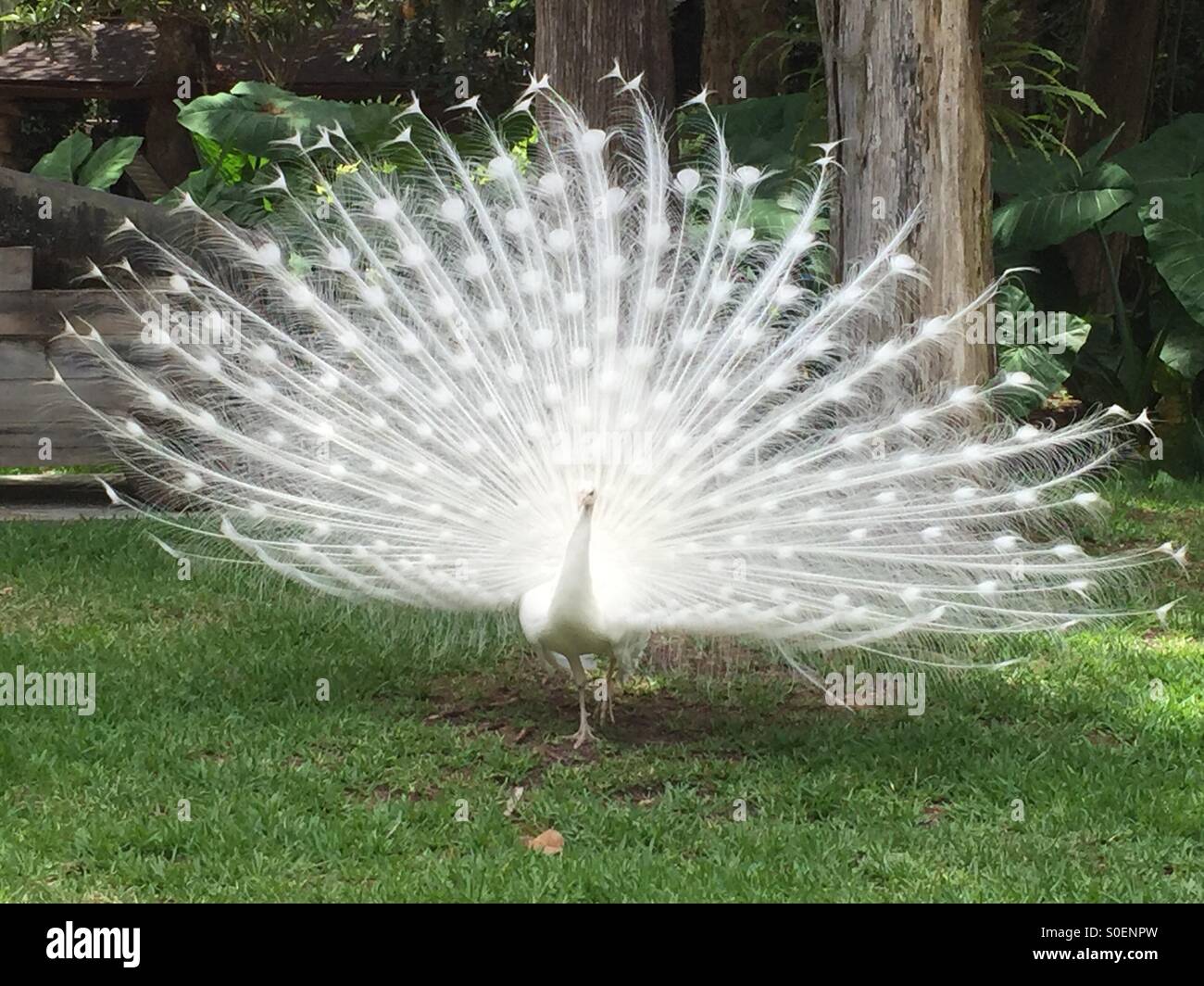 White fan hi-res stock photography and images - Alamy