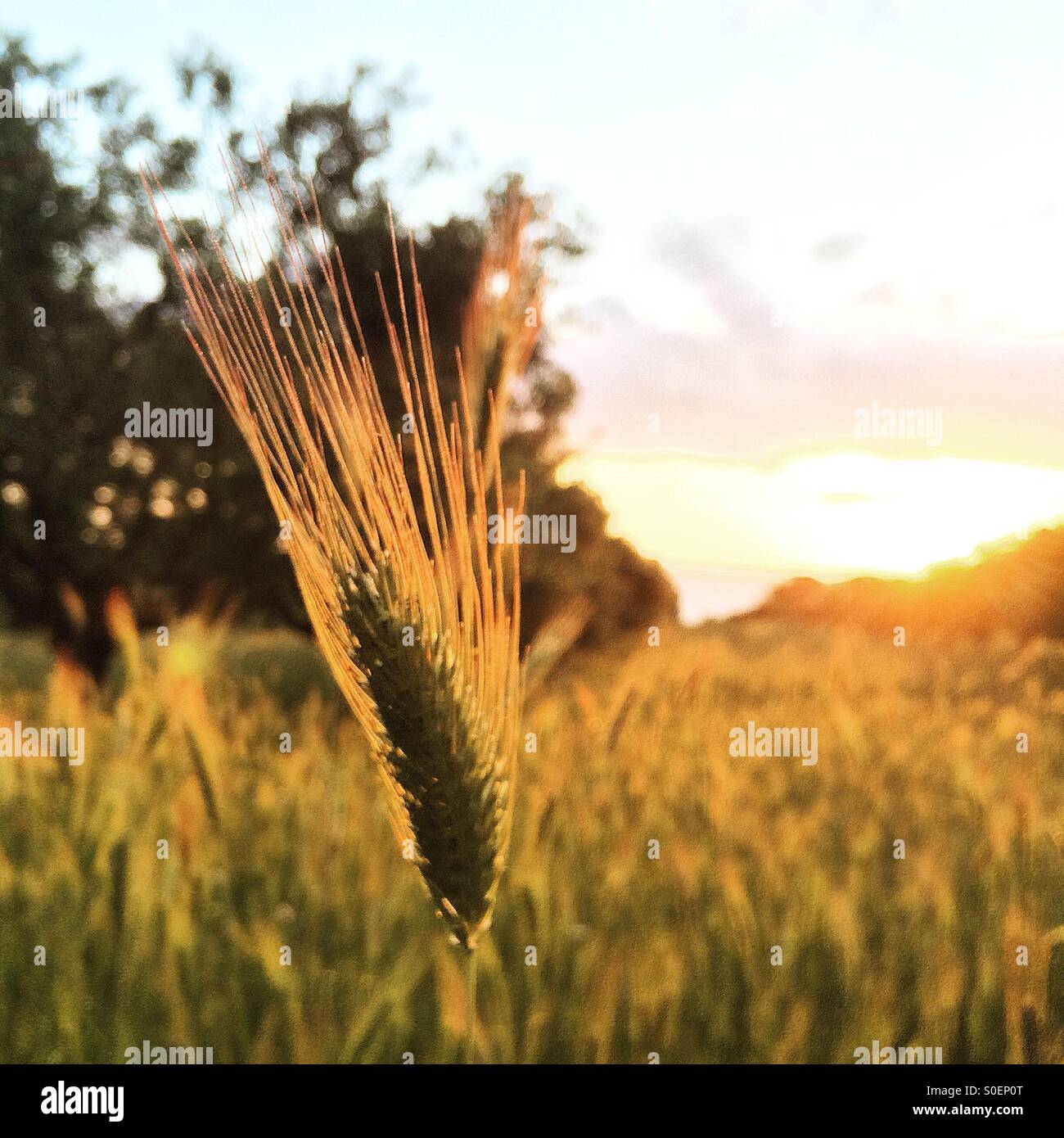 Just before summer Stock Photo - Alamy