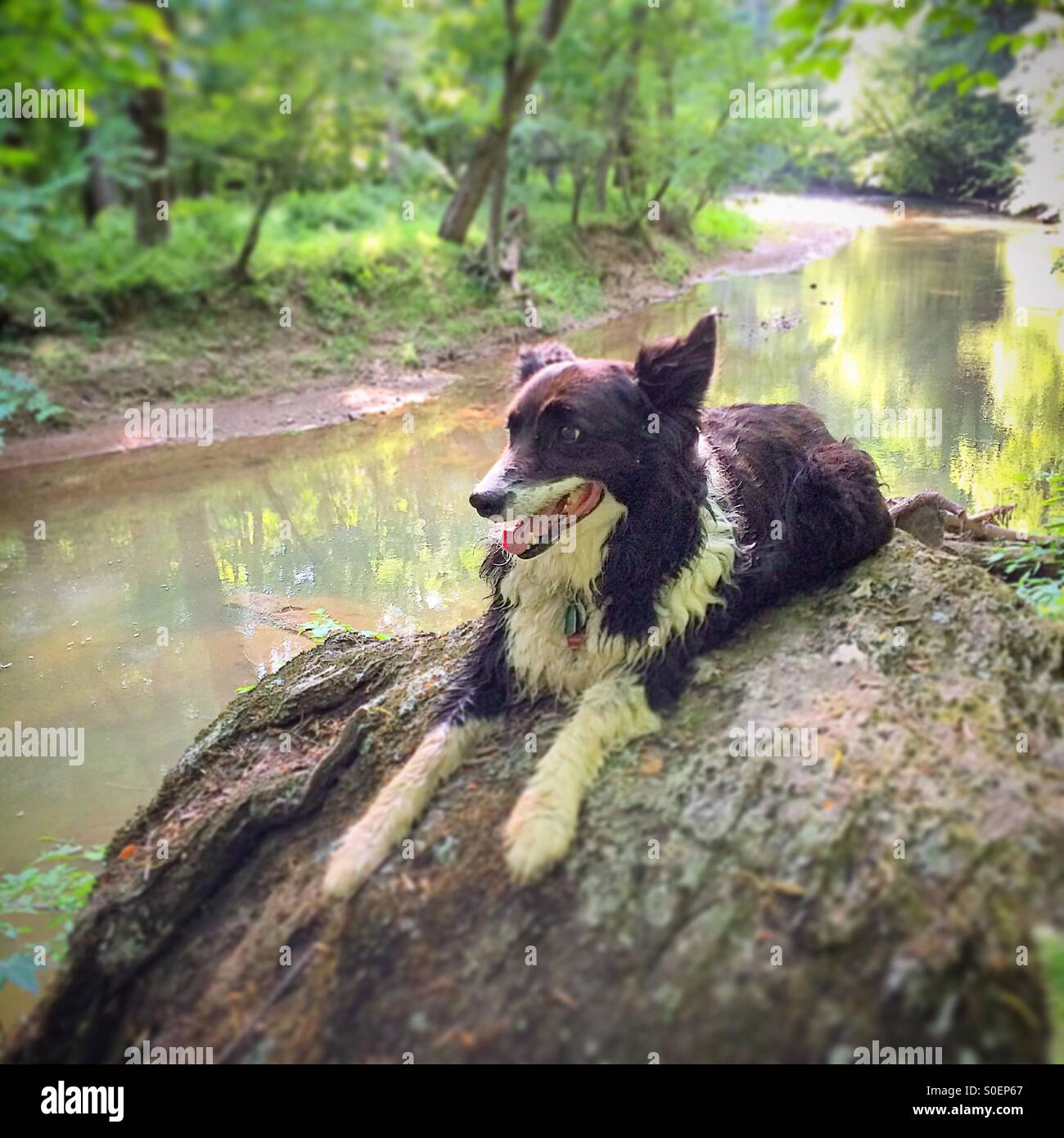 Border collie on rock hi-res stock photography and images - Alamy
