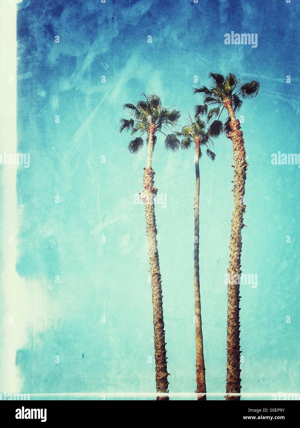 Three tall trees hi-res stock photography and images - Alamy