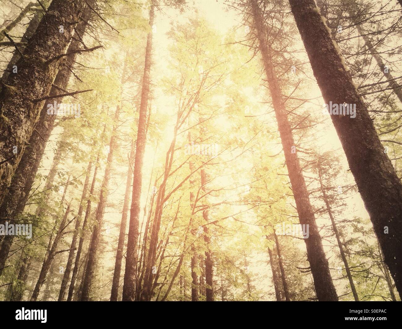 Golden light in the forest Stock Photo - Alamy