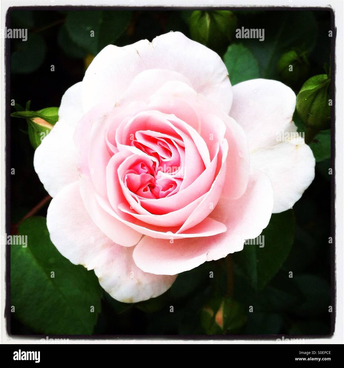 The morning rose hi-res stock photography and images - Alamy