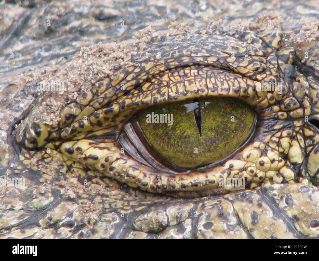Eye see you Stock Photo - Alamy