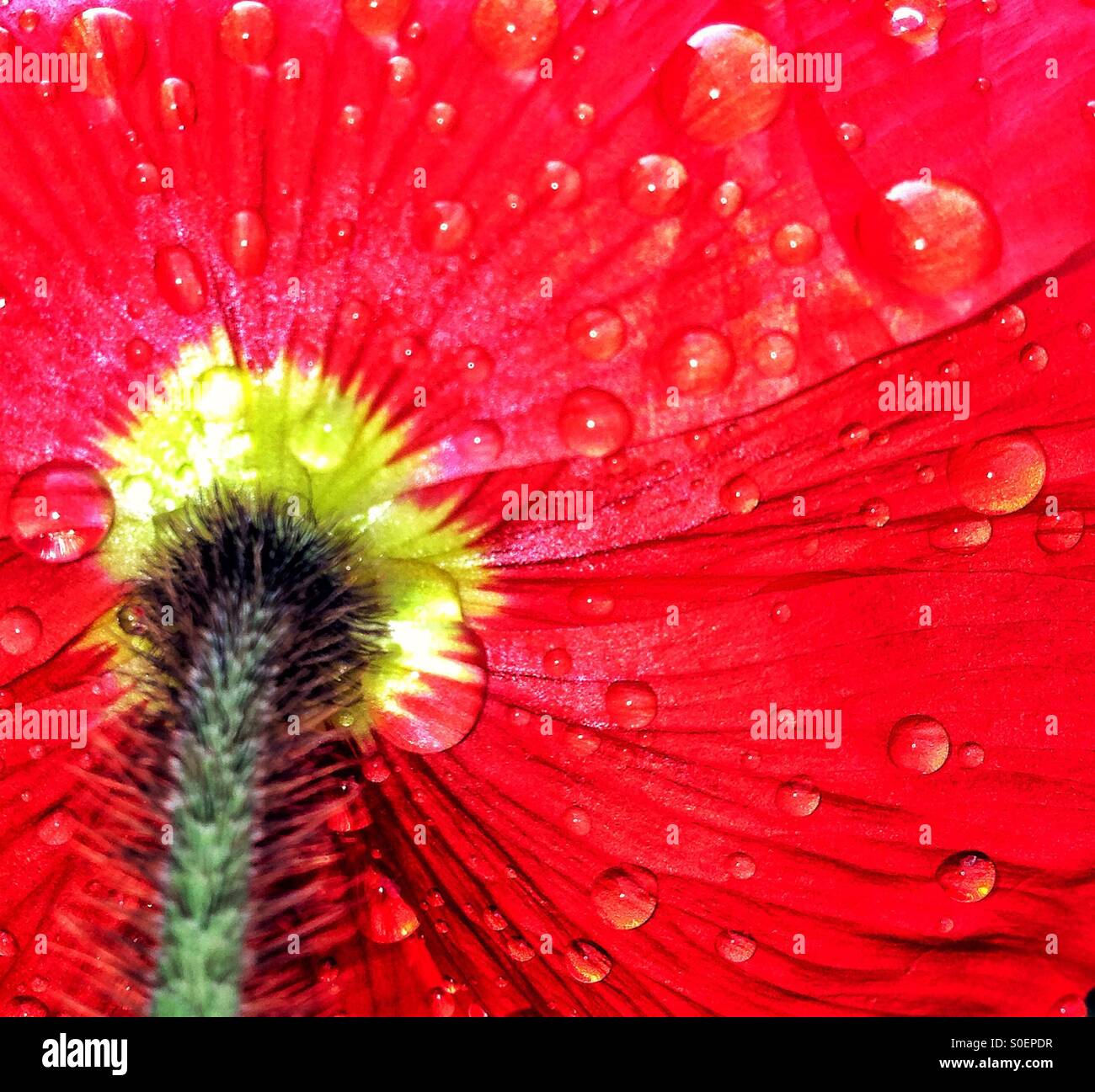 Red poppy close up Stock Photo - Alamy