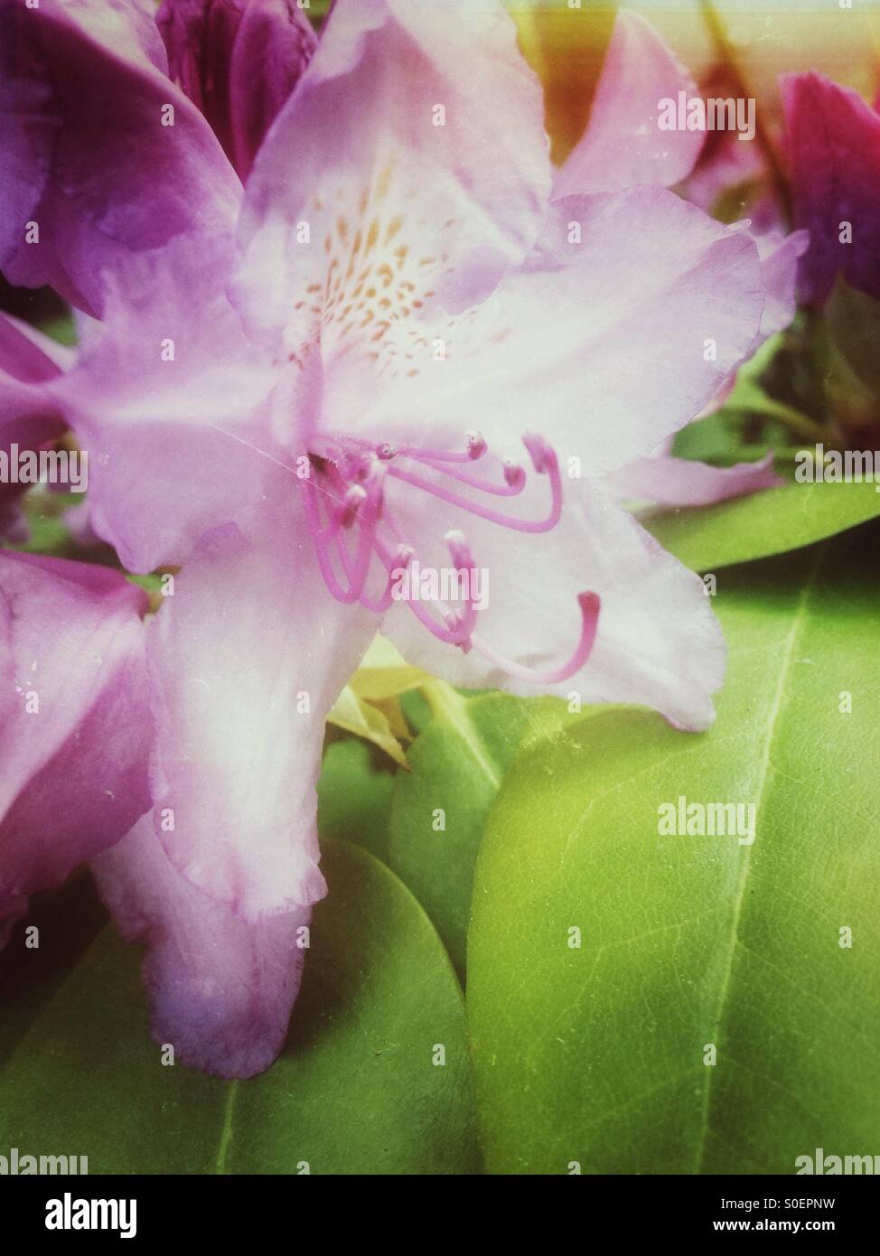 Soft pink rhododendron hi-res stock photography and images - Alamy