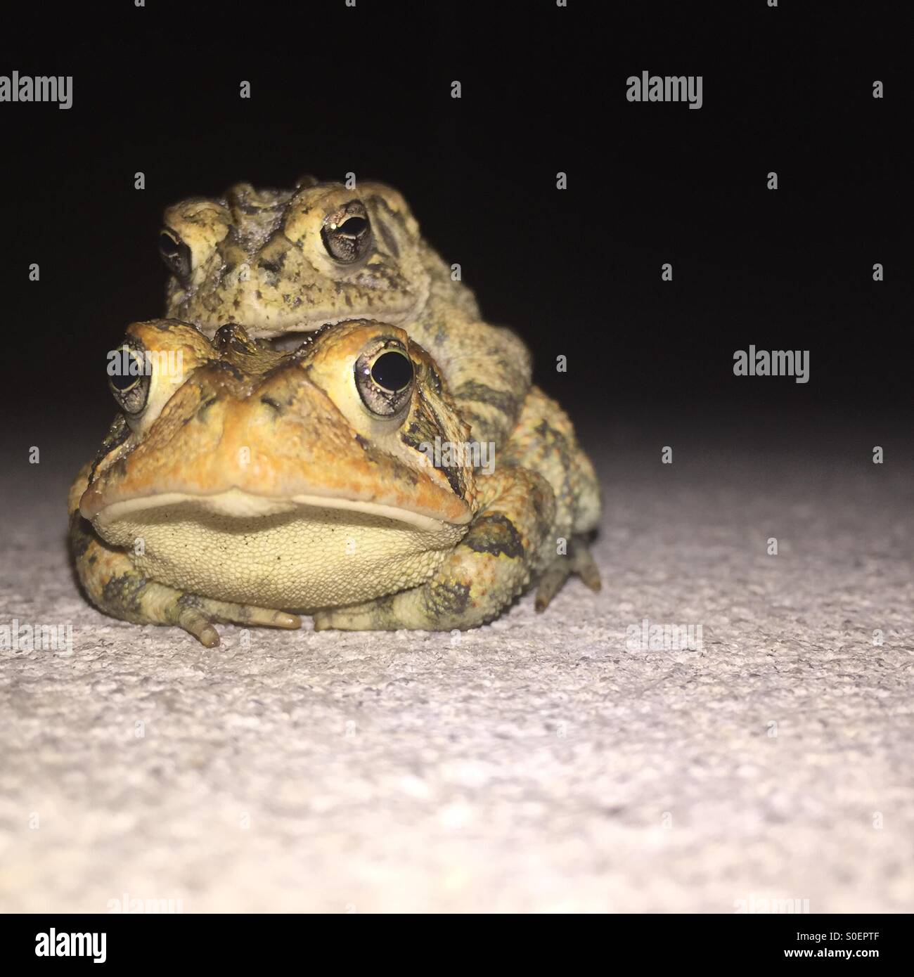 Two Toads High Resolution Stock Photography and Images - Alamy