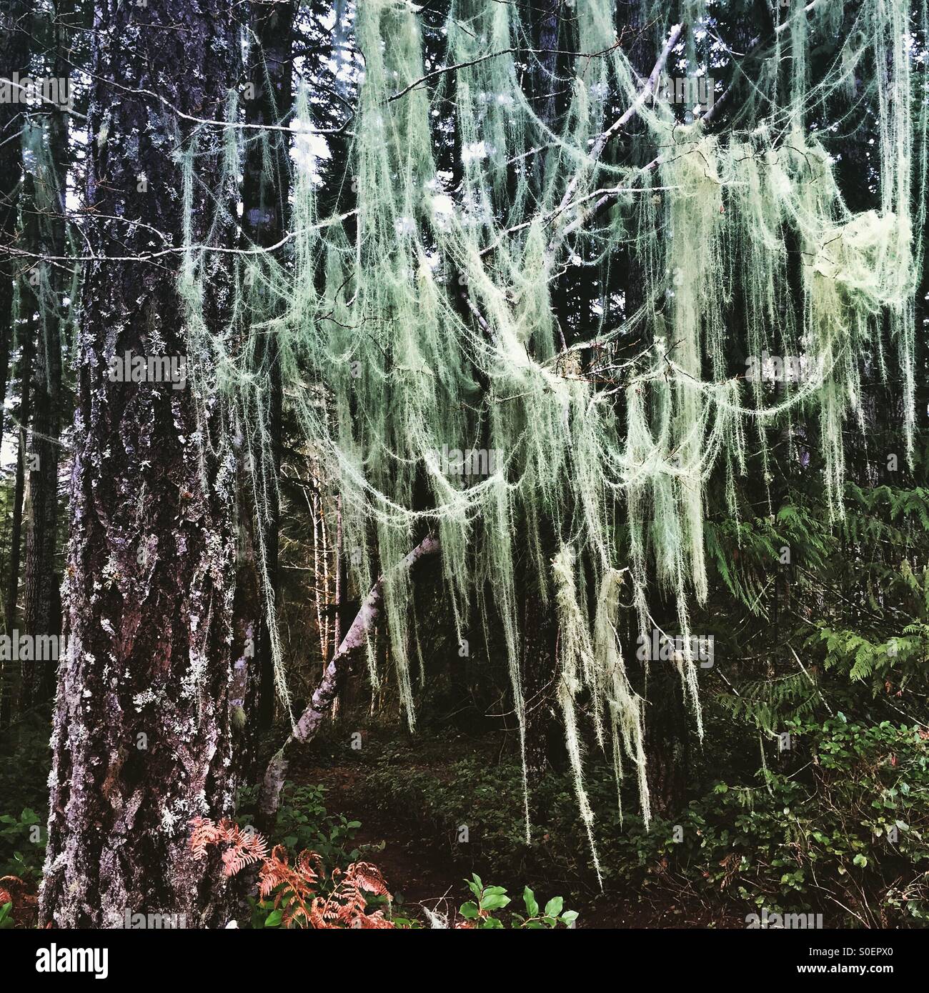 Hanging lichen hi-res stock photography and images - Alamy