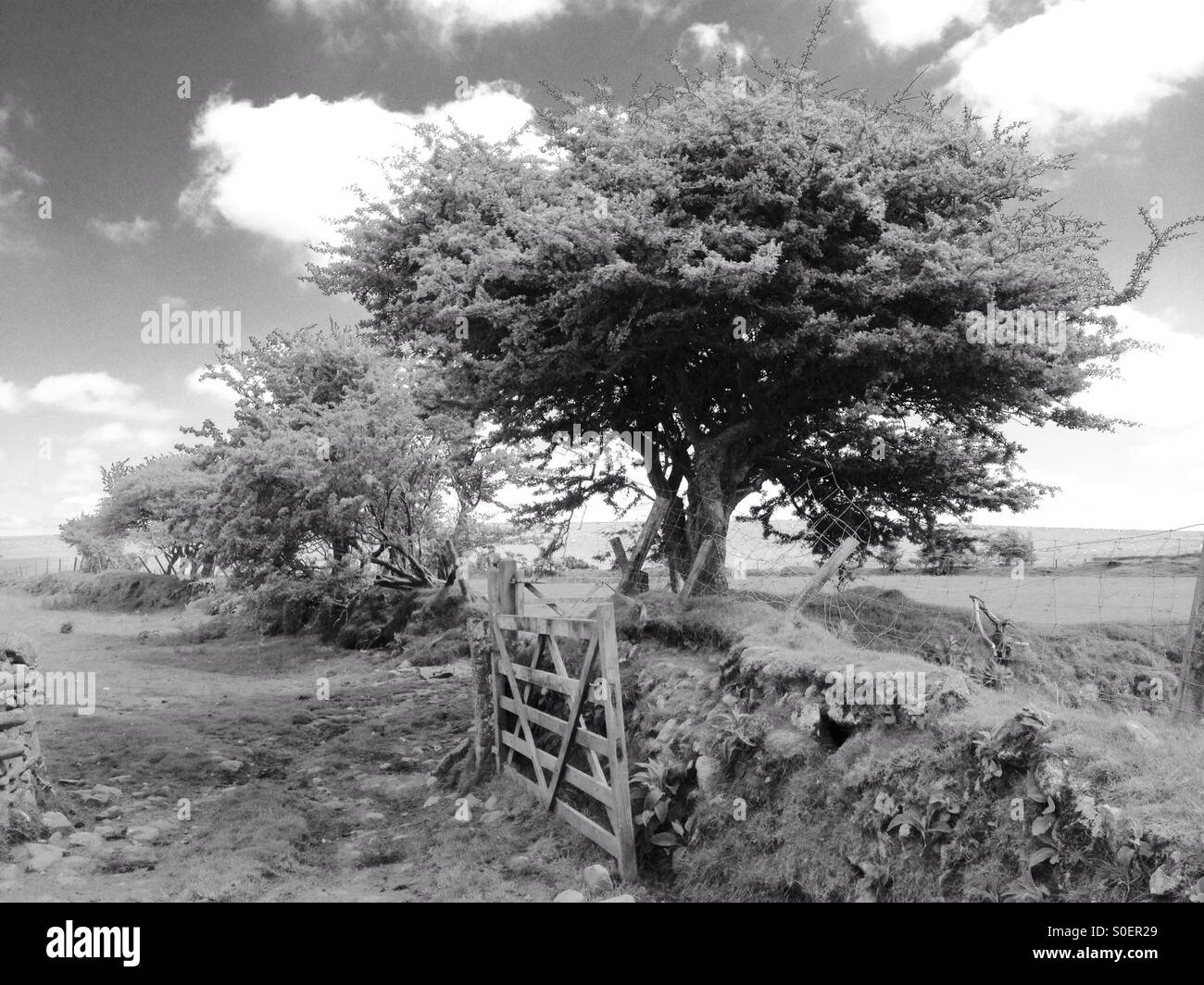 Tree on the moor Stock Photo - Alamy