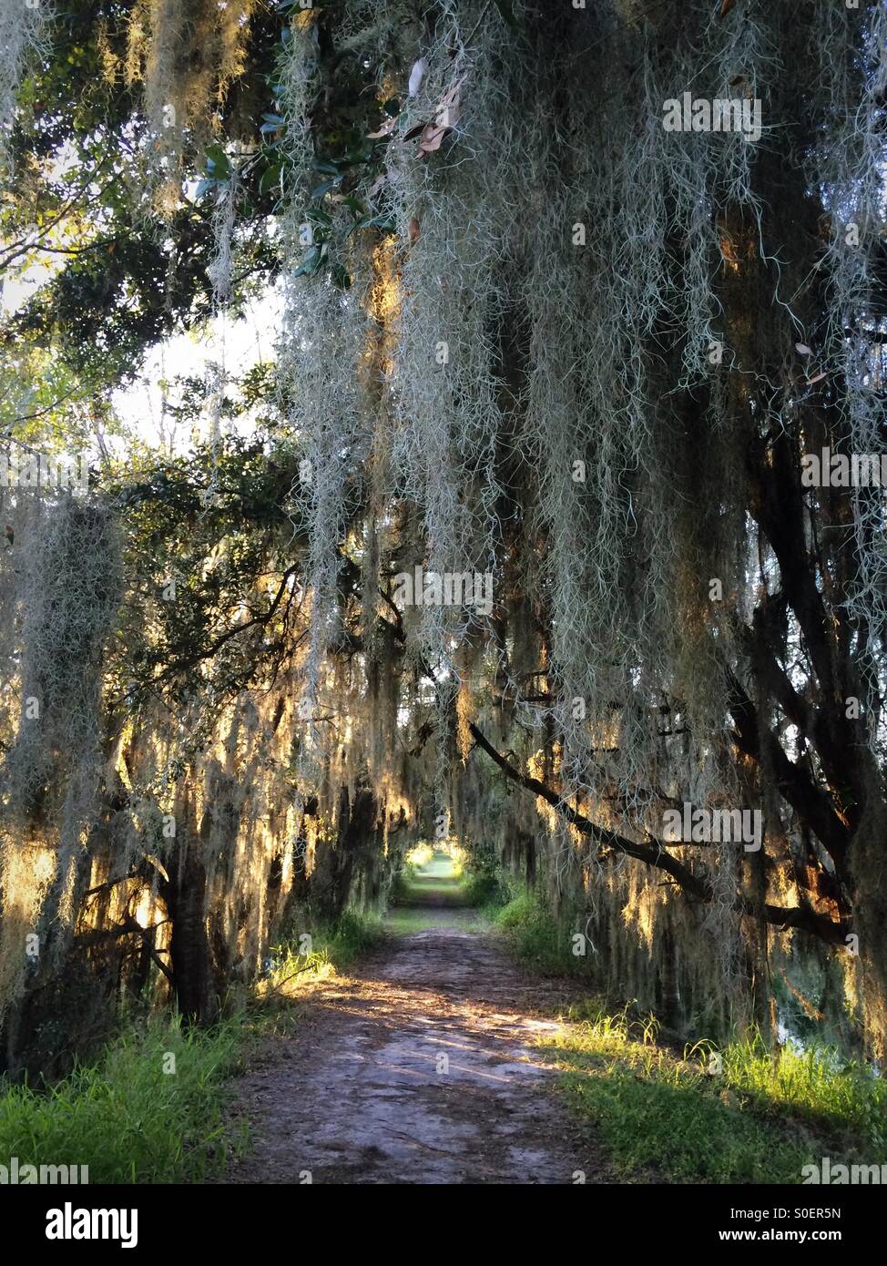 Hiking trail in Central Florida Stock Photo - Alamy