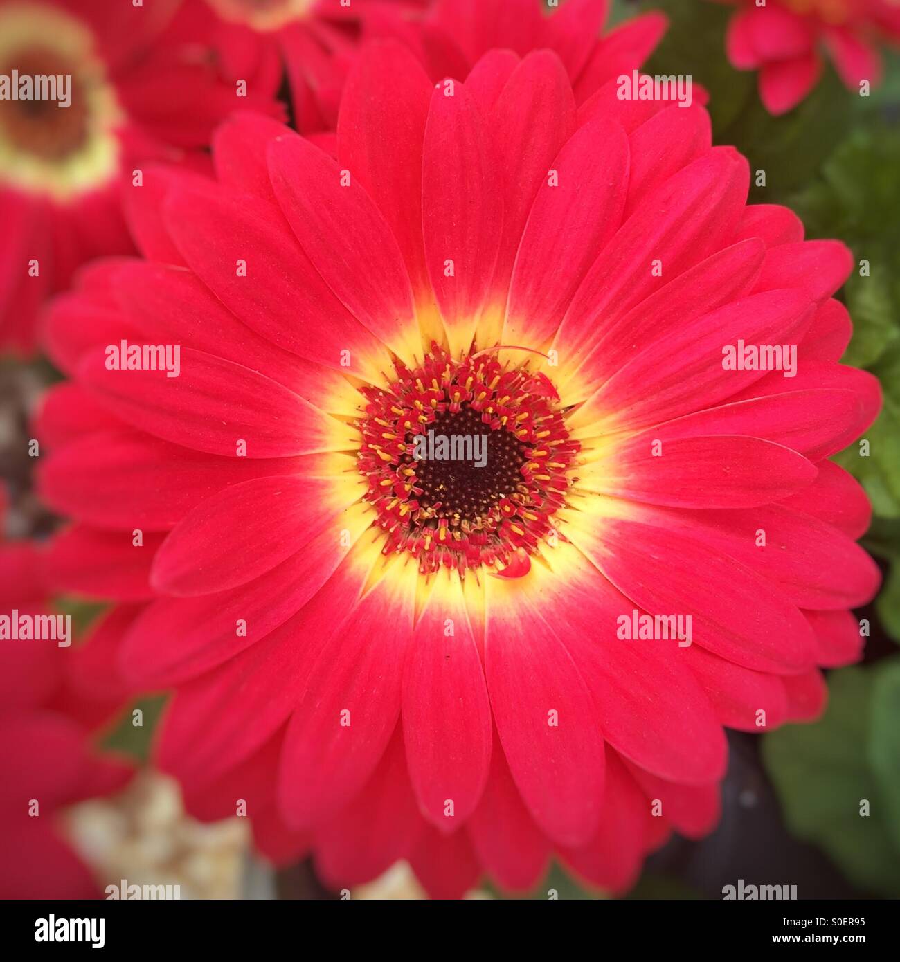 Vivid red and yellow gerbera daisy flower closeup in full bloom Stock ...