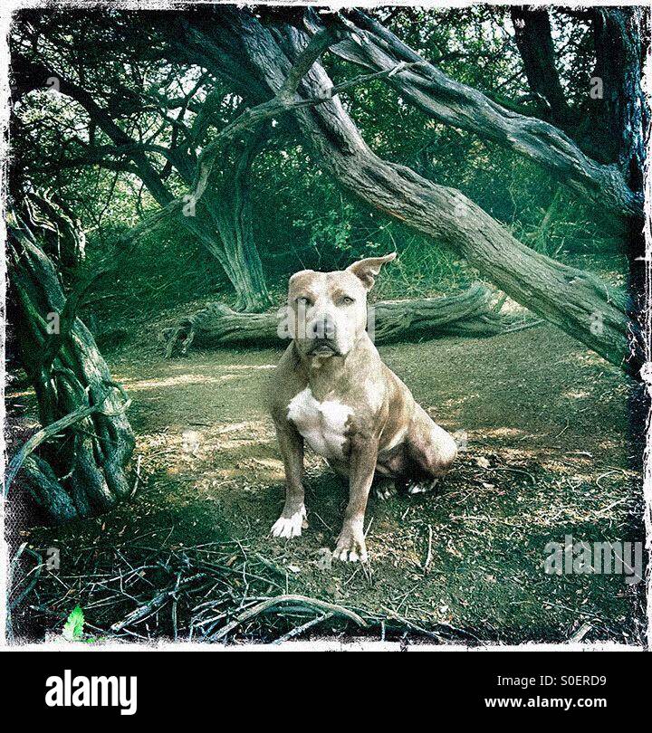 Pitbull nature hi-res stock photography and images - Alamy