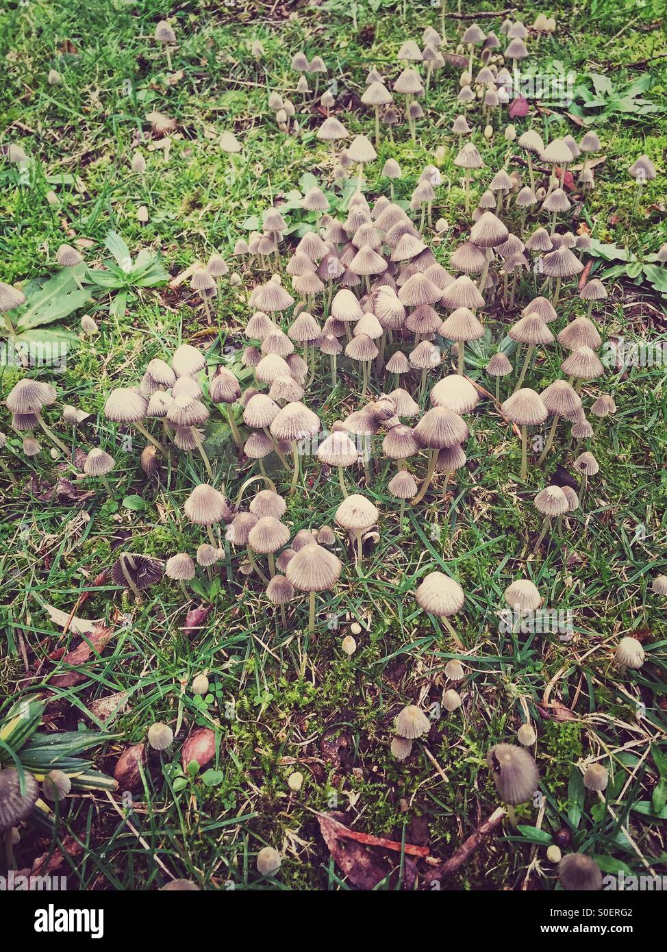 Toadstools grass lawn hi-res stock photography and images - Alamy