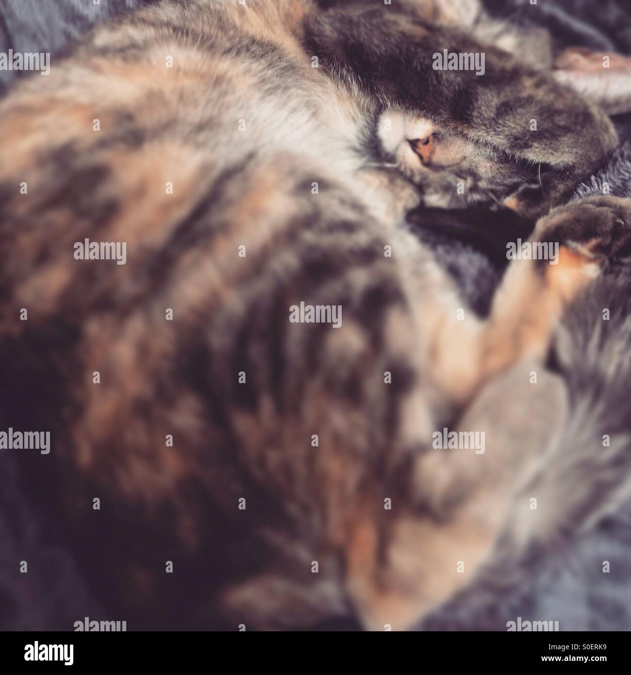 Tabby cat curled up sleeping hi-res stock photography and images - Alamy