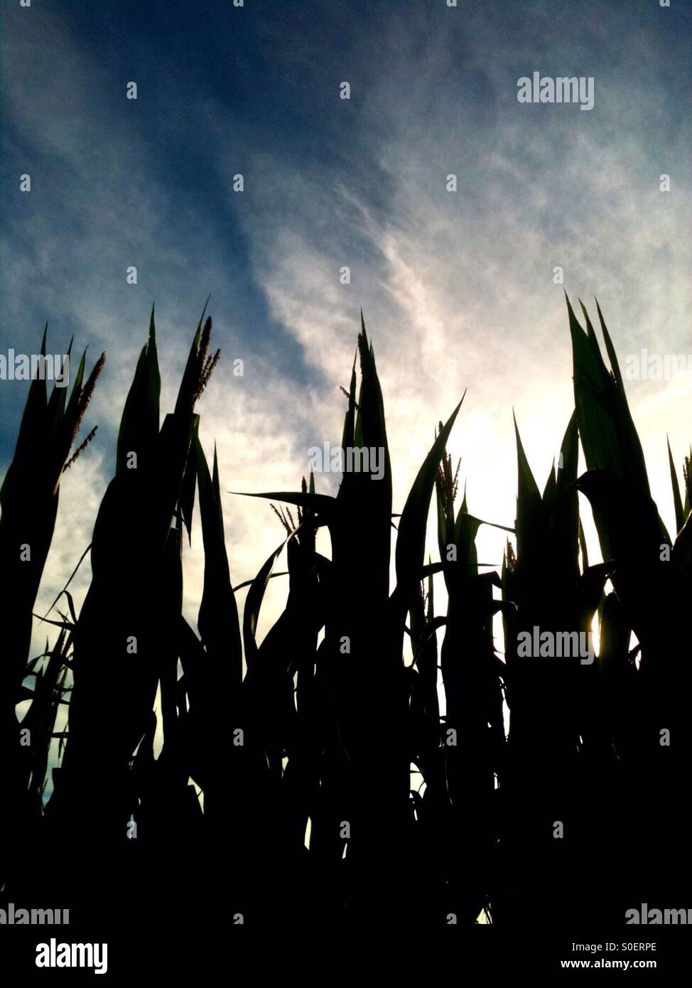 Cornfield silhouette hi-res stock photography and images - Alamy