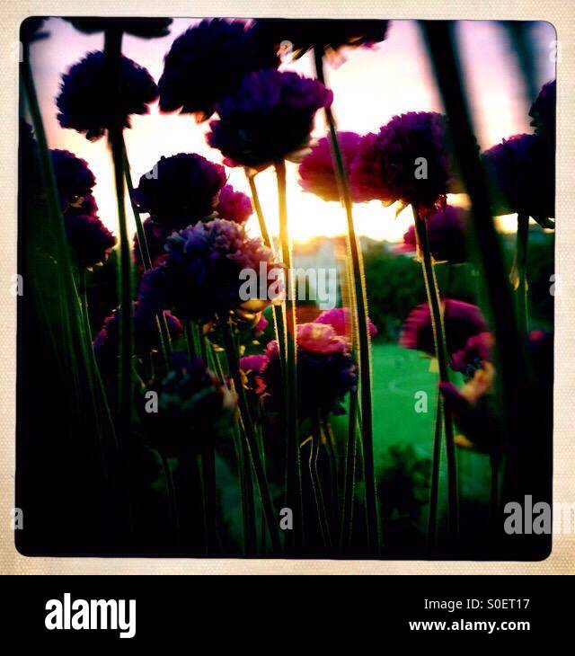 Urban stems hi-res stock photography and images - Alamy