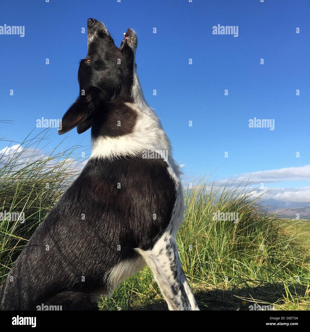 Dog howling hi-res stock photography and images - Alamy