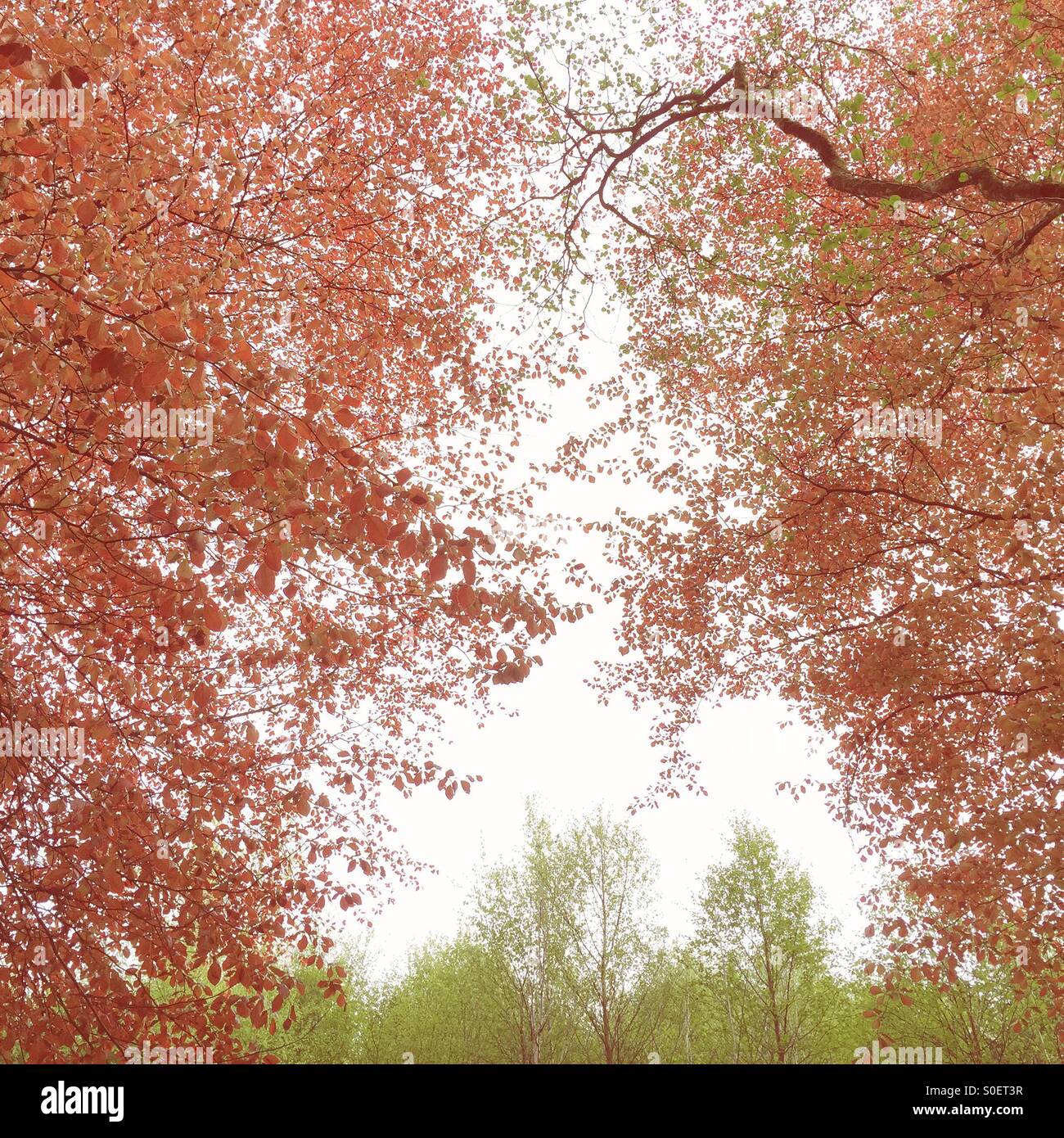 Copper beech and beech trees in Spring Stock Photo - Alamy