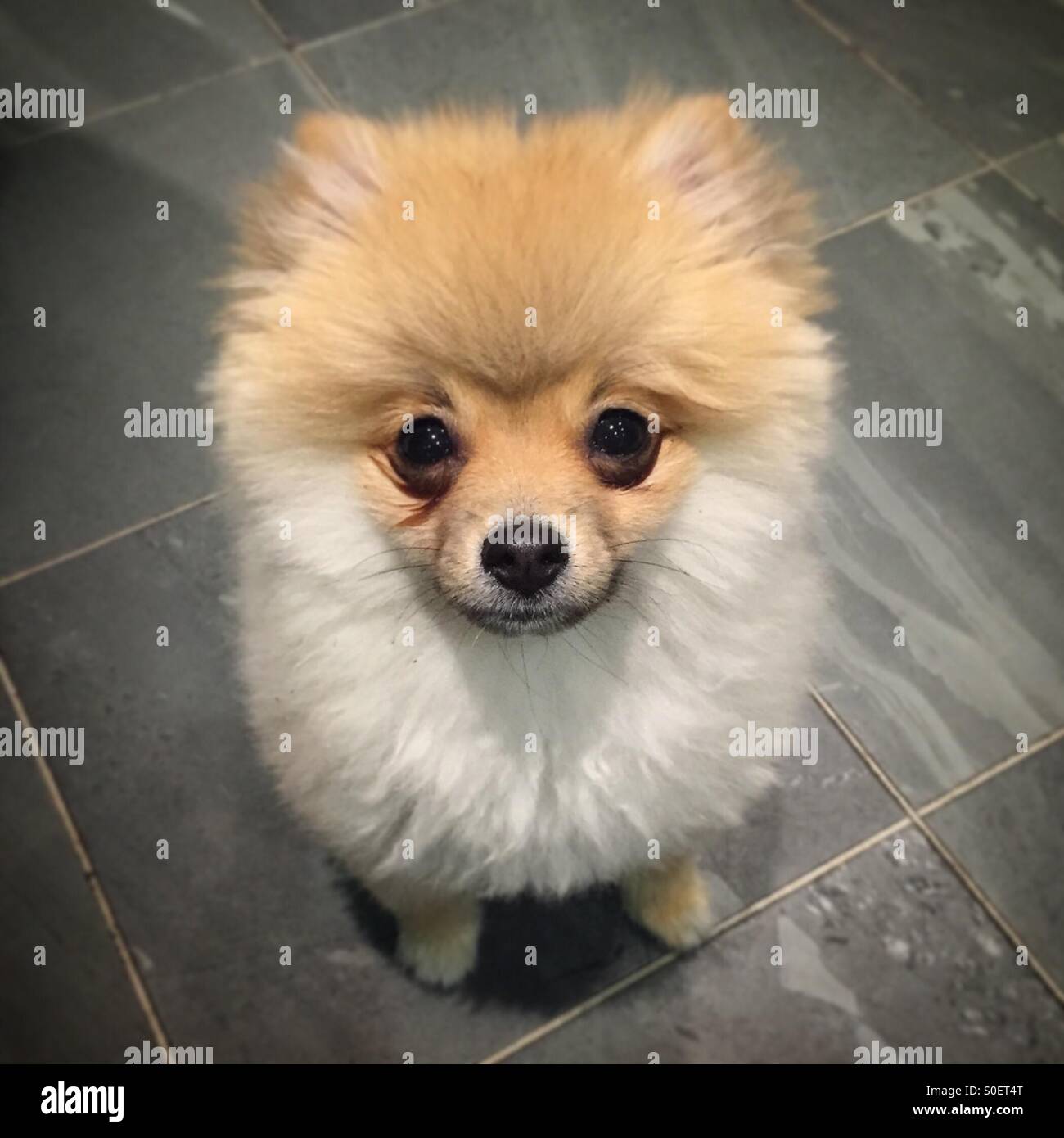 Fluffy pomeranian puppy hi-res stock photography and images - Alamy