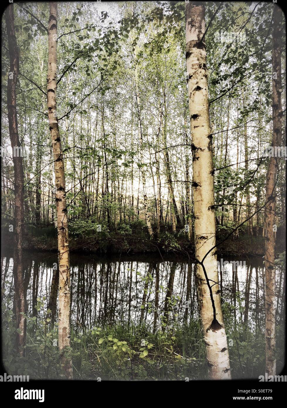 Summer birches hi-res stock photography and images - Alamy