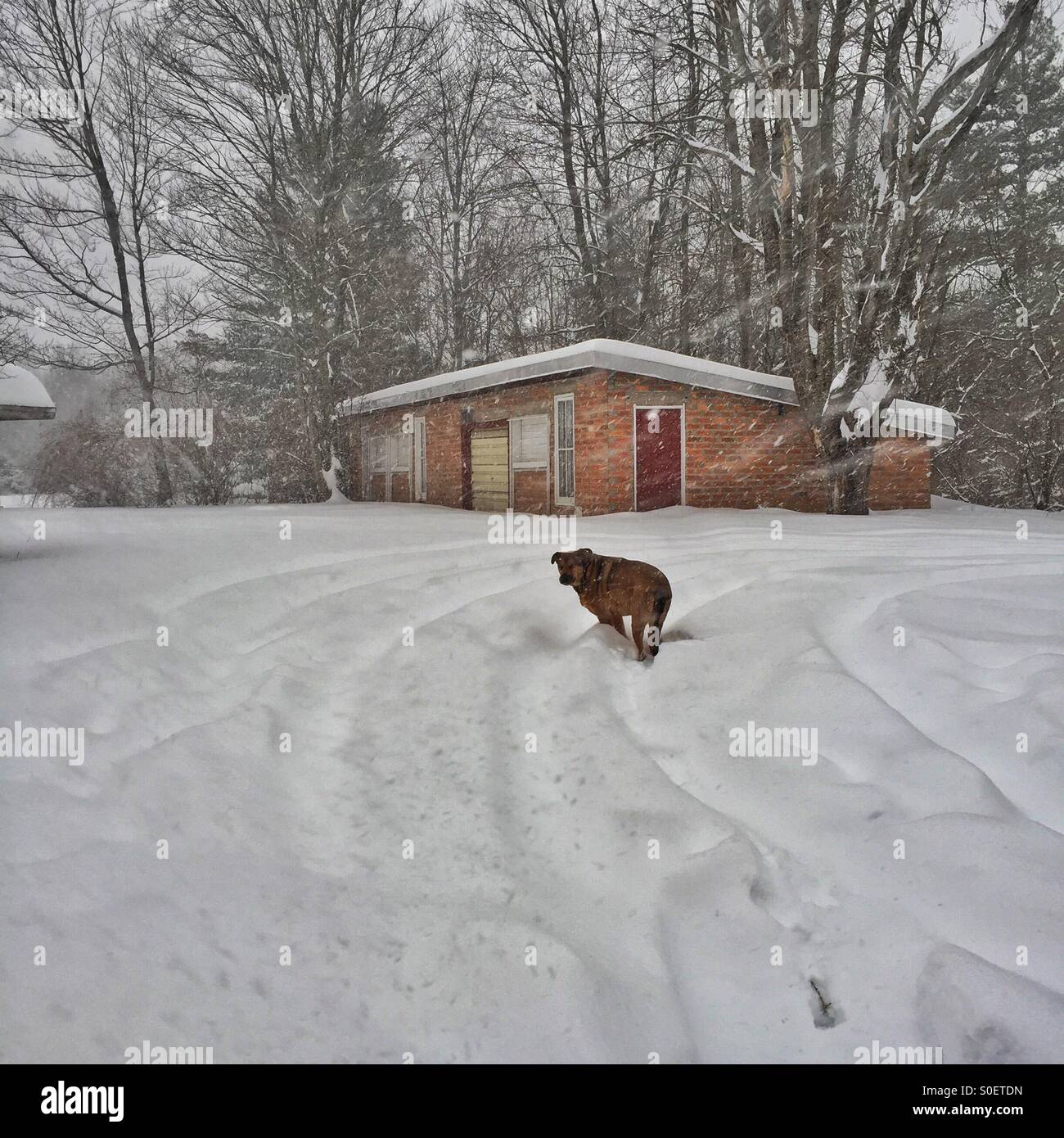 Dog in blizzard hi-res stock photography and images - Alamy