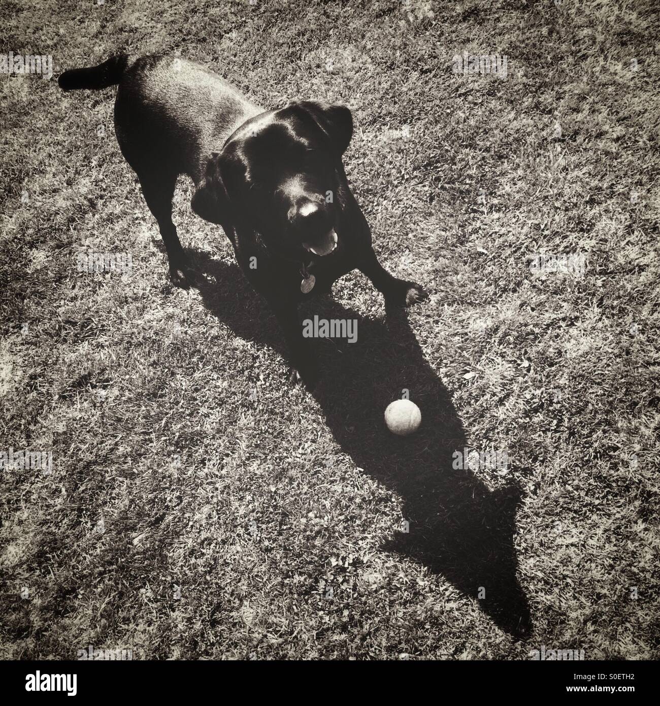 Dog with ball Stock Photo - Alamy