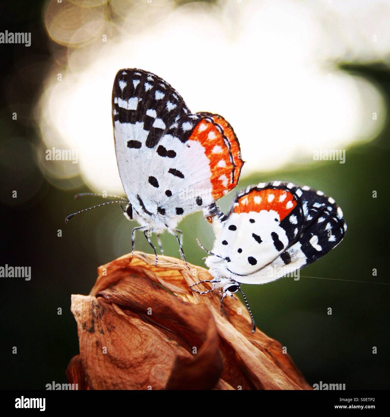 Procreation hi-res stock photography and images - Alamy