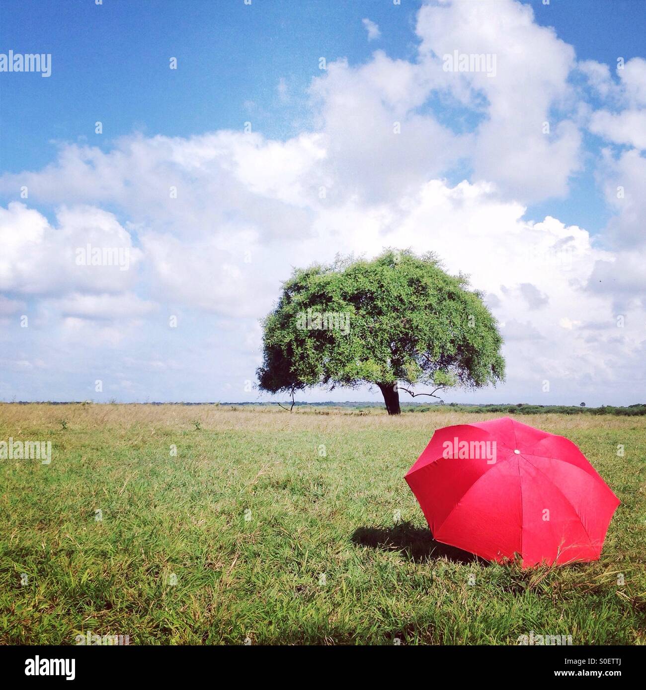 Tree harmony hi-res stock photography and images - Alamy