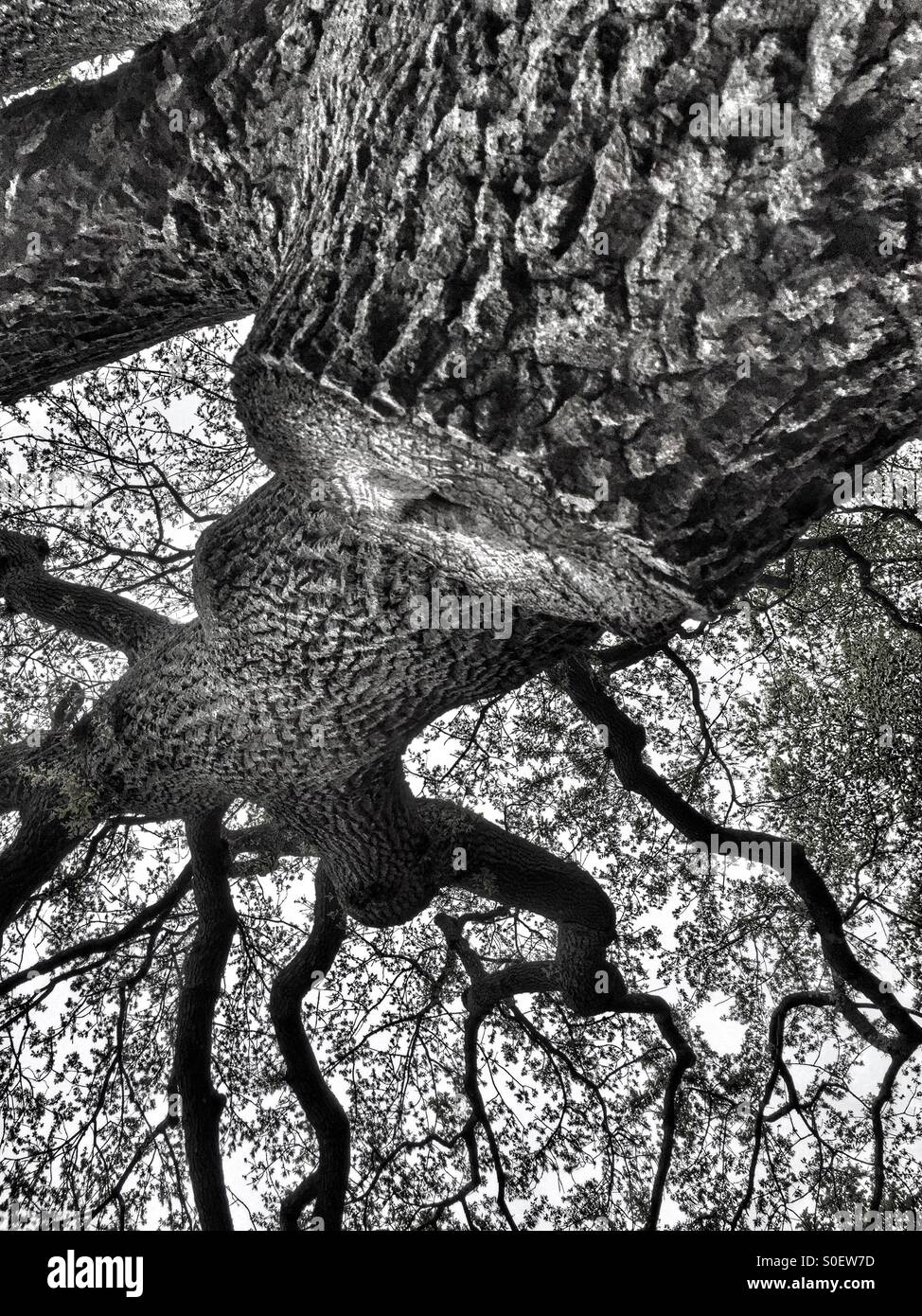 Oak tree leafs hi-res stock photography and images - Alamy