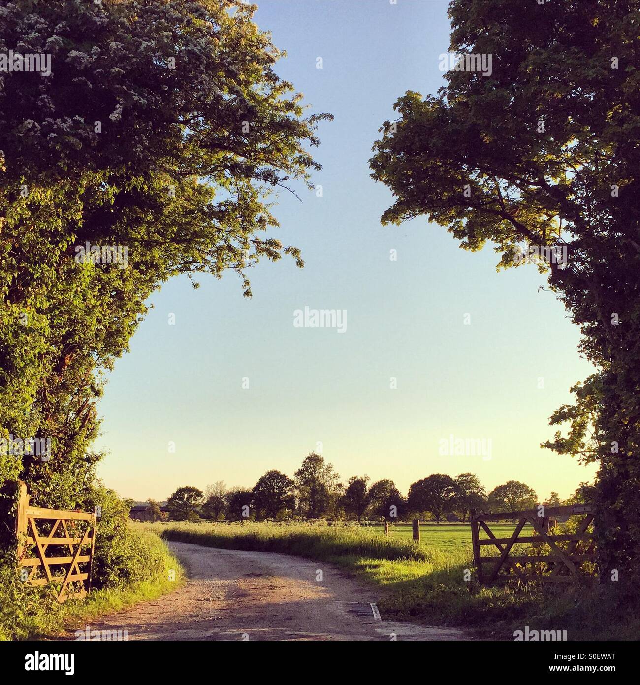 Pathway under a tree arch Stock Photo - Alamy