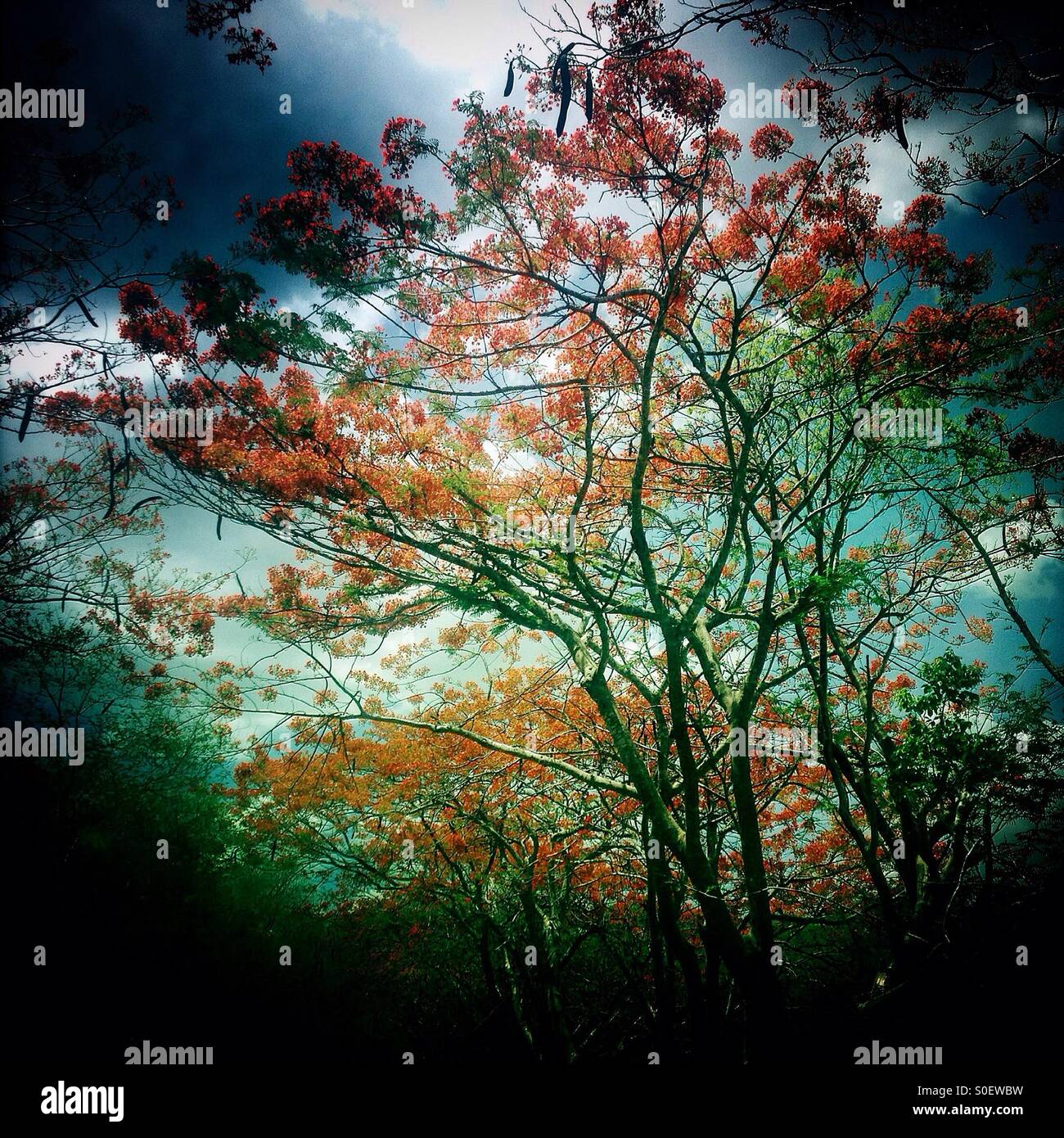 Trees with orange flowers decorate the entrance of the ancient Mayan ...