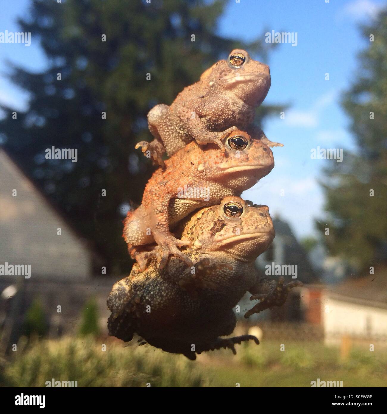 Three frogs hi-res stock photography and images - Alamy