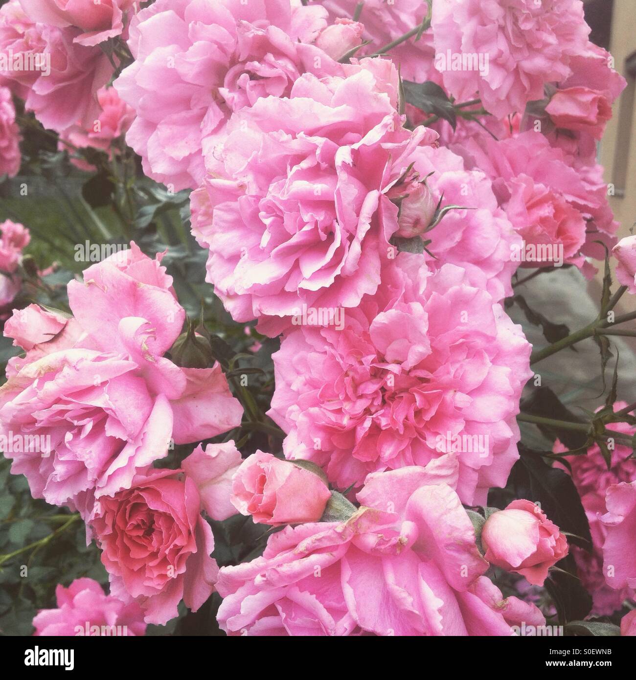 City roses hi-res stock photography and images - Alamy