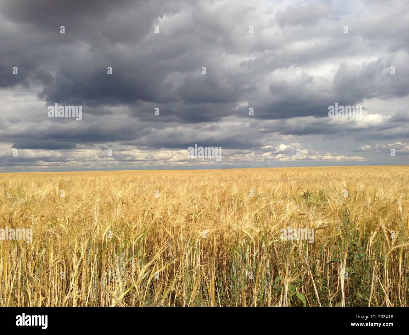 Canadian Prairies Wheat Fields