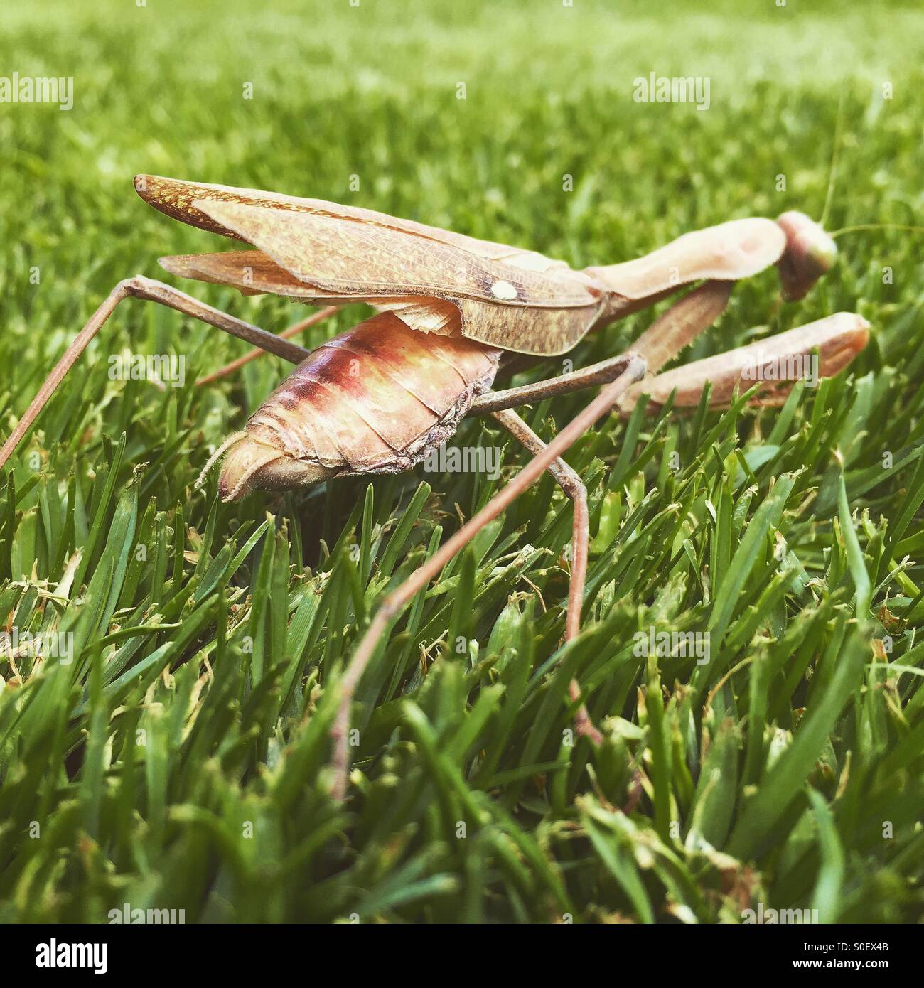 Mantiss hi-res stock photography and images - Alamy