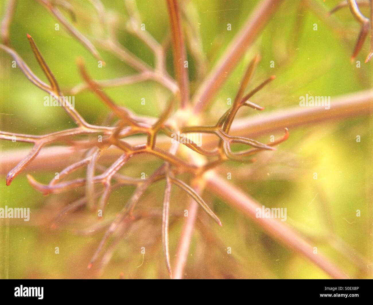 Wispy leaf hi-res stock photography and images - Alamy
